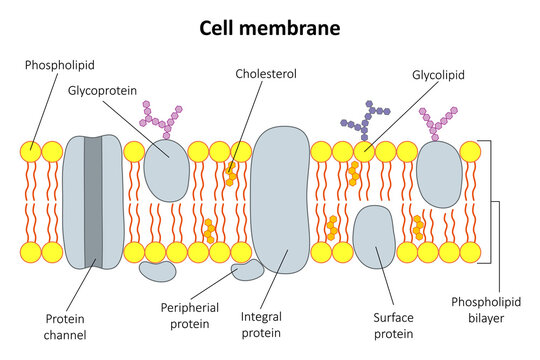 Fluid Mosaic Model 2d