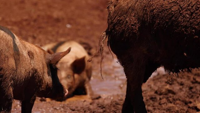 "Pig Hair" Images – Browse 323 Stock Photos, Vectors, and Video | Adobe ...