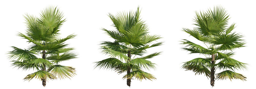 Imágenes de "Fan Palm": descubre bancos de fotos, ilustraciones ...