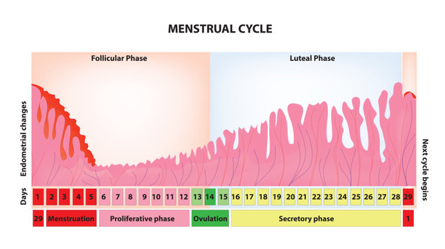 Menstrual Cycle Diagram Images – Browse 5,352 Stock Photos, Vectors ...