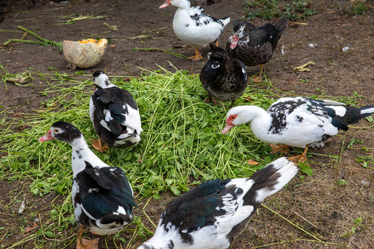 "Domestic Ducks" Imagens – Procure 1,230 fotos, vetores e vídeos ...