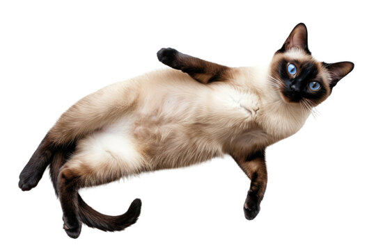 Cat No Background Bilder – Durchsuchen 20,815 Archivfotos ...