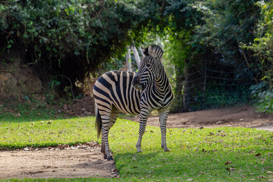 "African Zebra" Images – Browse 723 Stock Photos, Vectors, and Video ...
