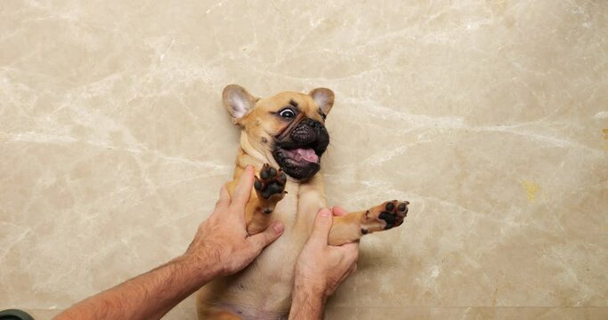 Roughhousing Images – Browse 590 Stock Photos, Vectors, and Video ...