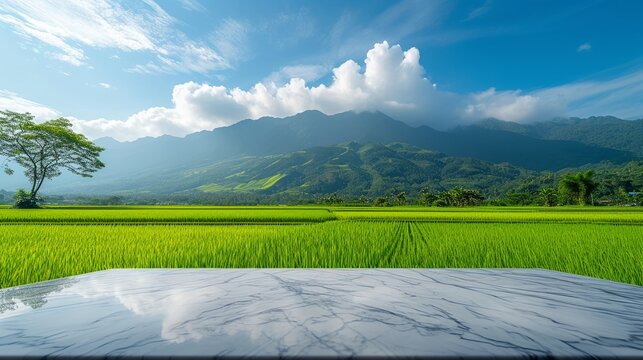 Tabletop Rice Field Backdrop Images – Browse 390 Stock Photos, Vectors ...