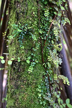 「Punga」の写真素材 | 209件の無料イラスト画像 | Adobe Stock