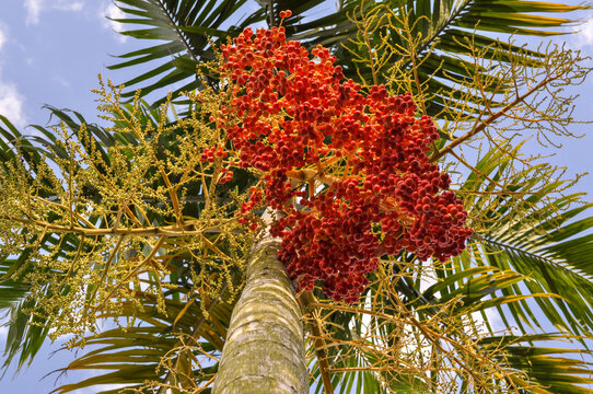 "King Palm"-Bilder: Stock-Fotos & -Videos. | Adobe Stock