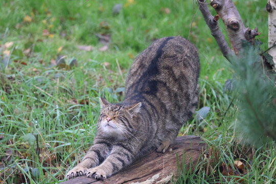 "Cat Stretch" Images – Browse 2,564 Stock Photos, Vectors, and Video ...