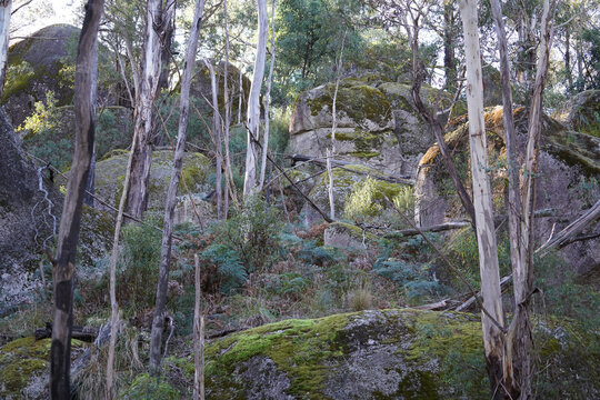 "Australian Bush" 影像 – 瀏覽 49,322 個素材庫相片、向量圖和影片 | Adobe Stock