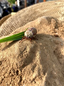 "May Bug" Bilder – Durchsuchen 11,567 Archivfotos, Vektorgrafiken und Videos | Adobe Stock