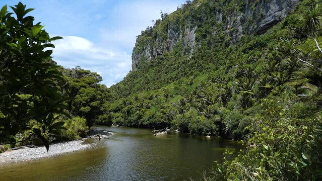 "Nikau Palm" Images – Browse 351 Stock Photos, Vectors, and Video ...