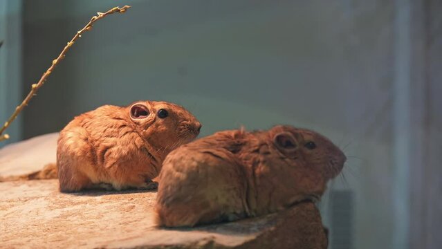 "Ctenodactylus Gundi" Images – Browse 120 Stock Photos, Vectors, and ...