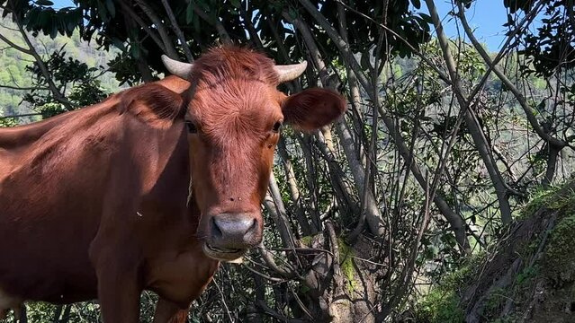 "Red Cow" Images – Browse 754 Stock Photos, Vectors, and Video | Adobe ...