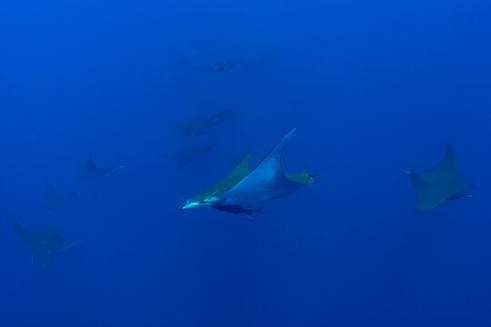 Mobulas Bilder – Durchsuchen 1,996 Archivfotos, Vektorgrafiken und ...