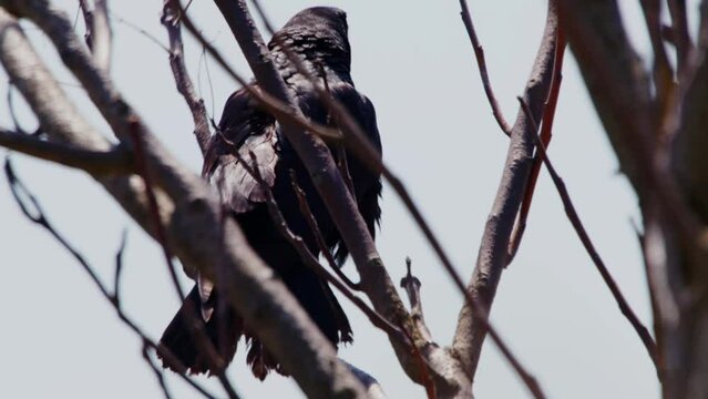"Corvidae - Images et vidéos libres de droits | Adobe Stock