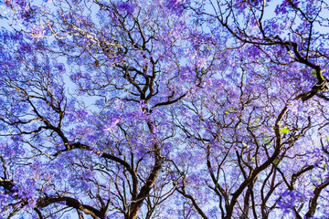 15+ Free lilac sky pictures - PikWizard