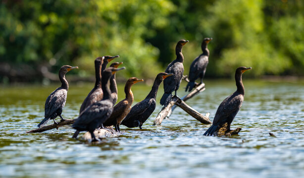 "Double-Crested Cormorant" Images – Browse 4,038 Stock Photos, Vectors ...