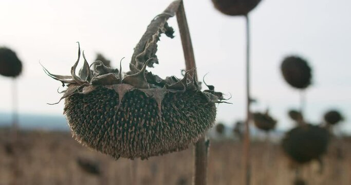 Crop Disaster Images – Browse 10,302 Stock Photos, Vectors, and Video ...