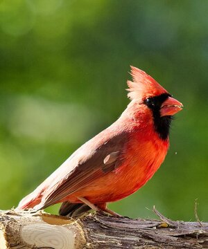 "Northern Cardinal" Images – Browse 101,768 Stock Photos, Vectors, and ...