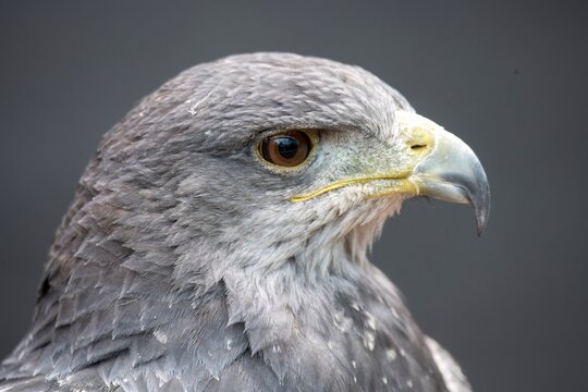 "Blue Eagle" Images – Browse 268 Stock Photos, Vectors, and Video ...