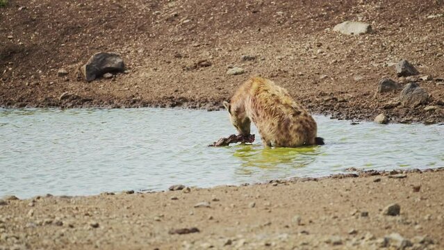 Wallowing Images – Browse 6,913 Stock Photos, Vectors, and Video ...