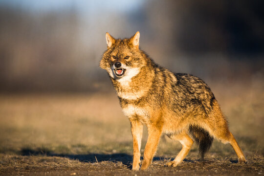 "Golden Jackal" Images – Browse 2,225 Stock Photos, Vectors, and Video ...