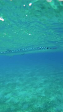 "Sea Needle" Images – Browse 5,363 Stock Photos, Vectors, and Video ...