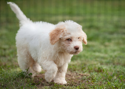 "Lagotto Romagnolo" Images – Browse 2,479 Stock Photos, Vectors, and ...
