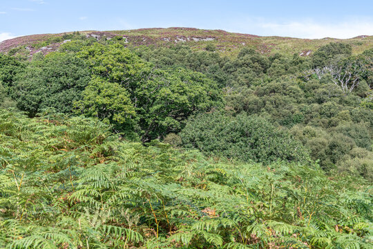 "Temperate Rain Forest" Images – Browse 5,284 Stock Photos, Vectors ...