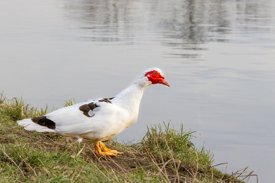 Indo-Duck Images – Browse 346 Stock Photos, Vectors, and Video | Adobe ...
