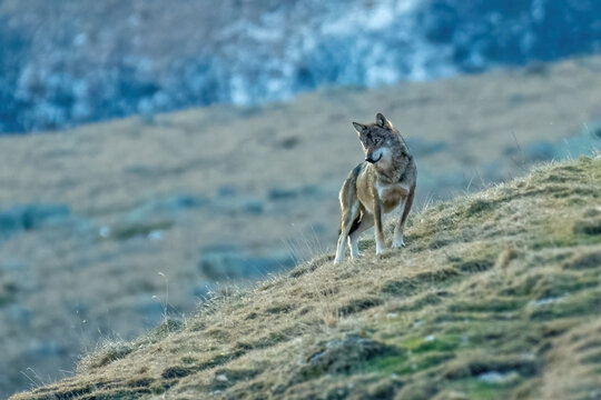 Imágenes de "Italian Wolf": descubre bancos de fotos, ilustraciones ...