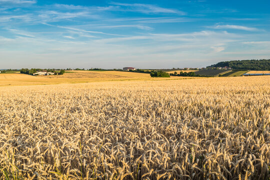 「Weizenfelder」の写真素材 | 385件の無料イラスト画像 | Adobe Stock
