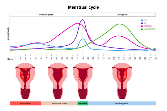 Menstrual Cycle Diagram Images – Browse 5,352 Stock Photos, Vectors ...