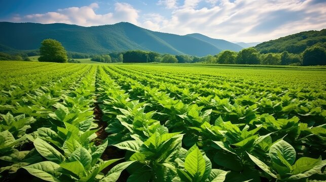"Tobacco Farm" Images – Browse 1,255 Stock Photos, Vectors, and Video ...