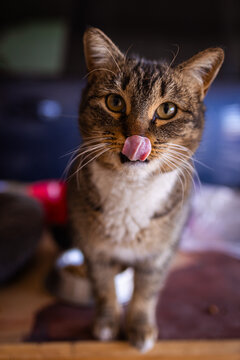 "Lengua De Gato" Images – Browse 67 Stock Photos, Vectors, and Video ...