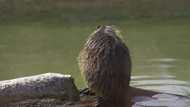 "Water Rat" Images – Browse 1,603 Stock Photos, Vectors, and Video ...