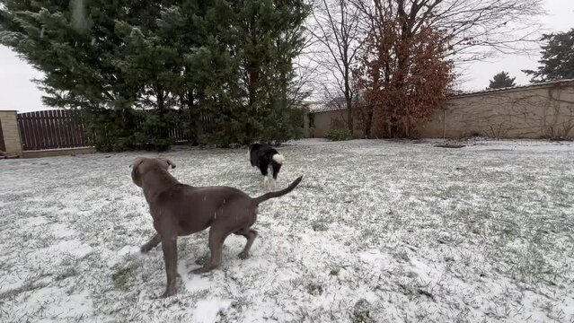 "Blue Staffy" Images – Browse 147 Stock Photos, Vectors, and Video ...