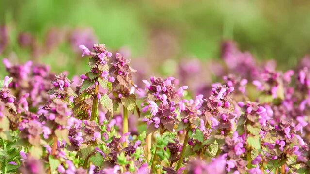 "Lamium Purpureum" Images – Browse 2,684 Stock Photos, Vectors, and ...
