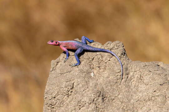 "Rock Agama" Images – Browse 1,357 Stock Photos, Vectors, and Video ...