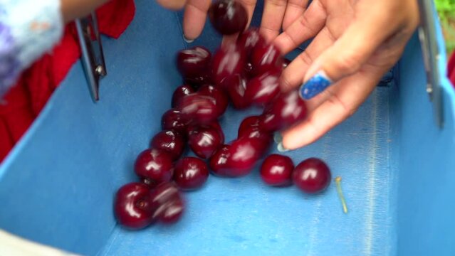 "Cherry Picking" Imagens – Procure 1,872 fotos, vetores e vídeos | Adobe Stock