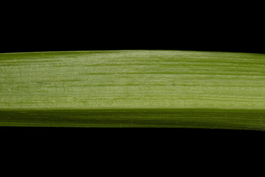 "Leaf Detail" Images – Browse 1,126 Stock Photos, Vectors, and Video ...