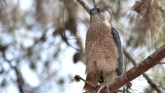 "Cooper Hawk" Images – Browse 1,799 Stock Photos, Vectors, and Video ...