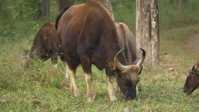 "Indian Gaur" Images – Browse 2,274 Stock Photos, Vectors, and Video ...