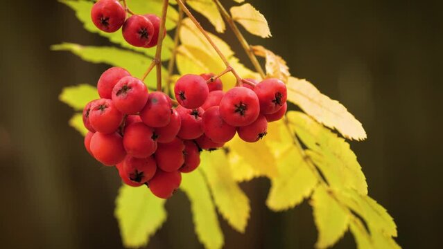 Rowan Background Images – Browse 106,417 Stock Photos, Vectors, and ...