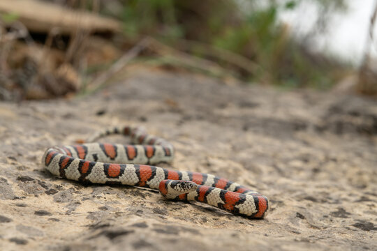 "Milk Snake" Images – Browse 2,926 Stock Photos, Vectors, and Video ...