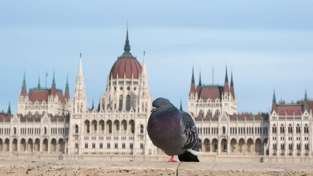 Obrázky "Street Pigeon" – procházejte fotografie, vektory a videa 8,334 ...