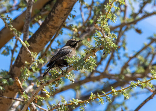 "Palestine Sunbird" Images – Browse 310 Stock Photos, Vectors, and ...
