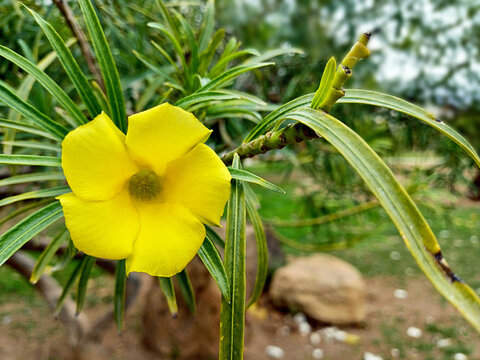 "Thevetia Peruviana" Images – Browse 665 Stock Photos, Vectors, and ...