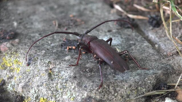 "Longhorned Beetle" Images – Browse 11,831 Stock Photos, Vectors, and ...