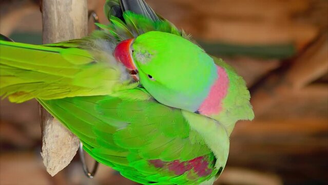 "True Parrots" Images – Browse 1,551 Stock Photos, Vectors, and Video ...